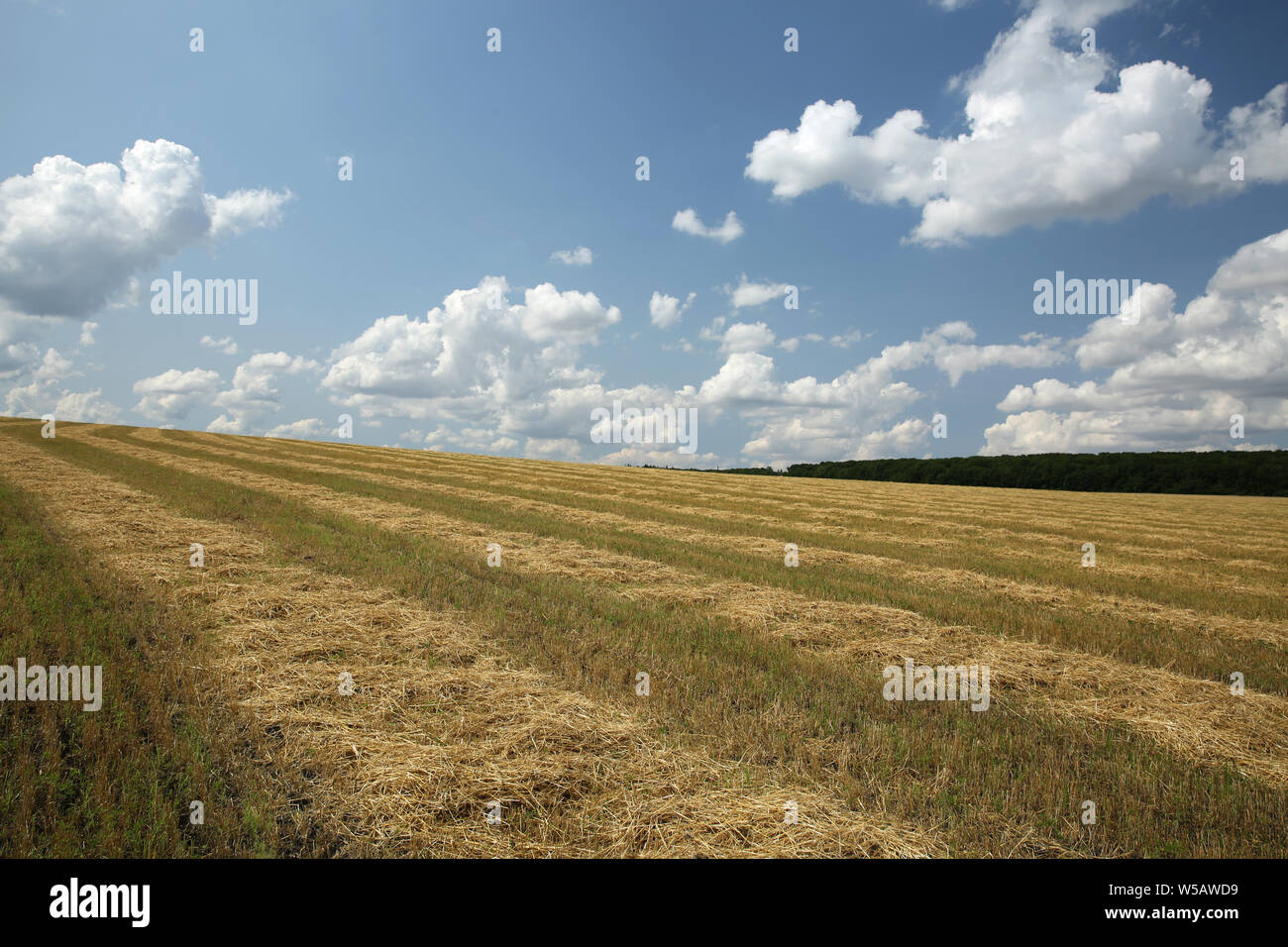 Mow down wheat field Stock Photo - Alamy