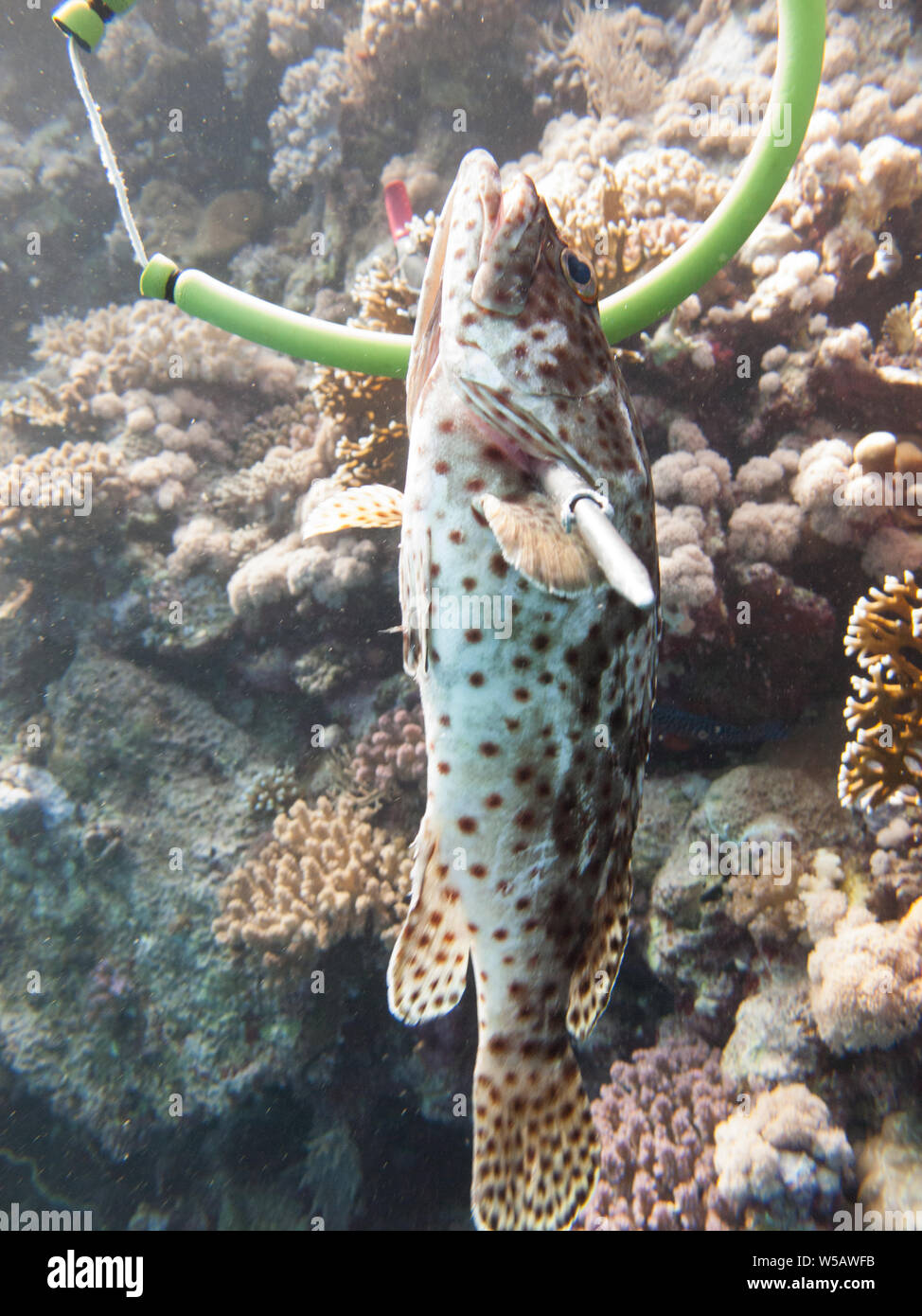 Hemichromis bimaculatus hi-res stock photography and images - Alamy