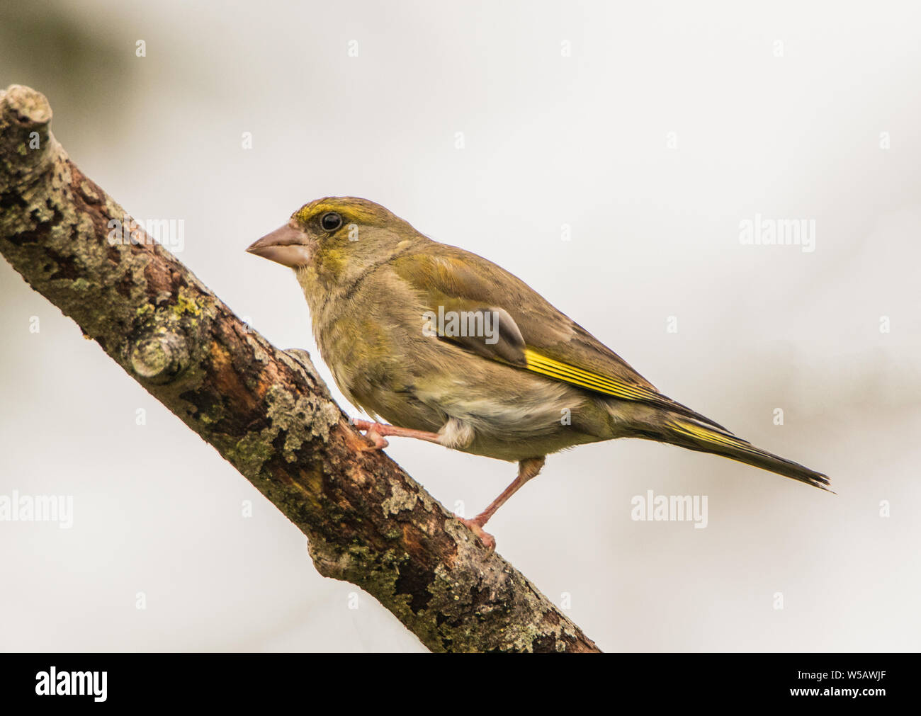 Greenfinch, wild bird, perched on a branch in a British Garden in ...