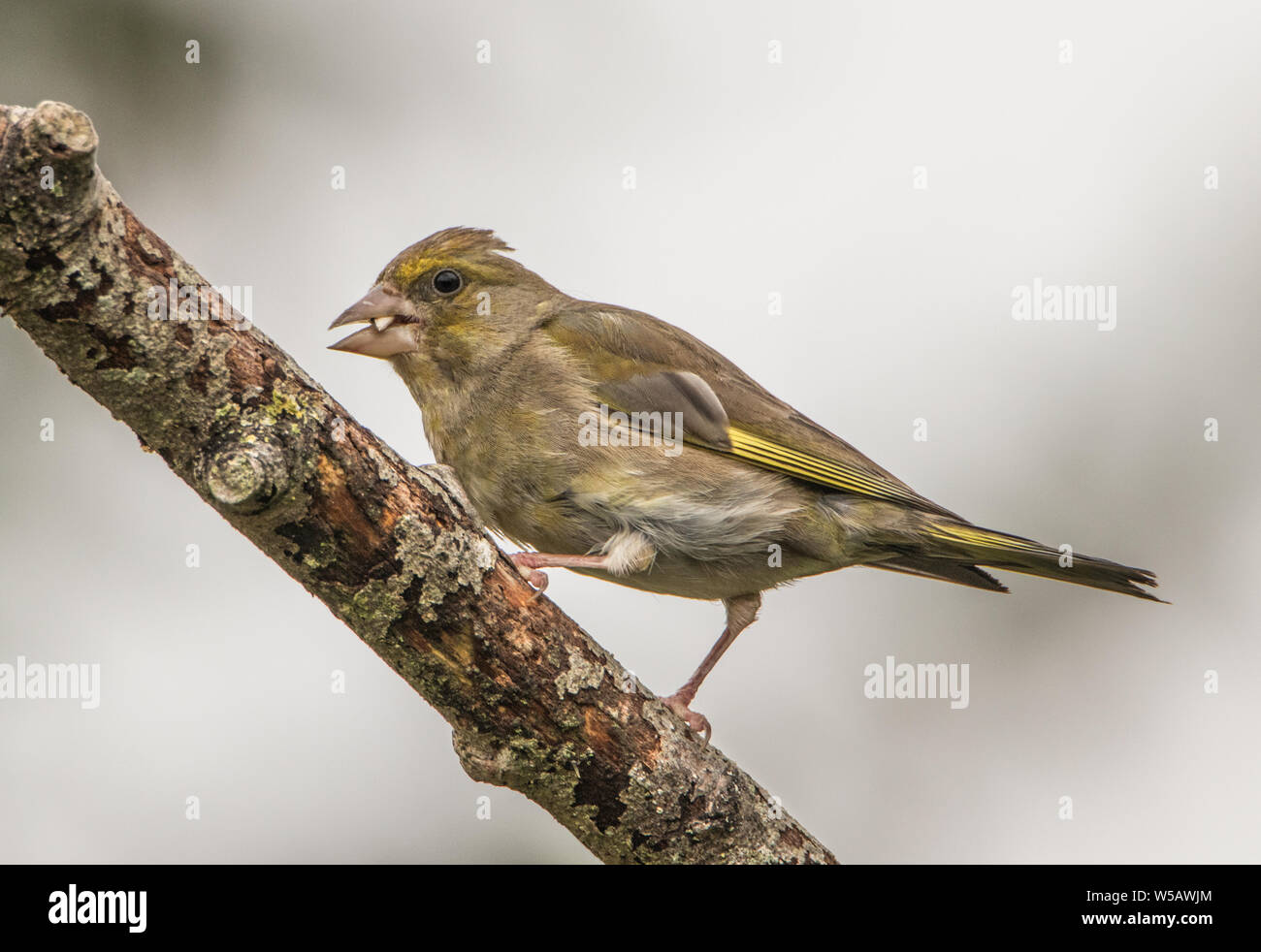 British summer bird hi-res stock photography and images - Alamy
