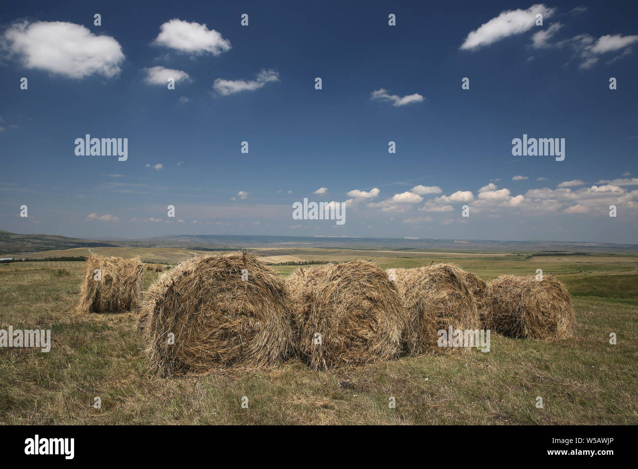 Rolled haystacks in a field Stock Photo - Alamy