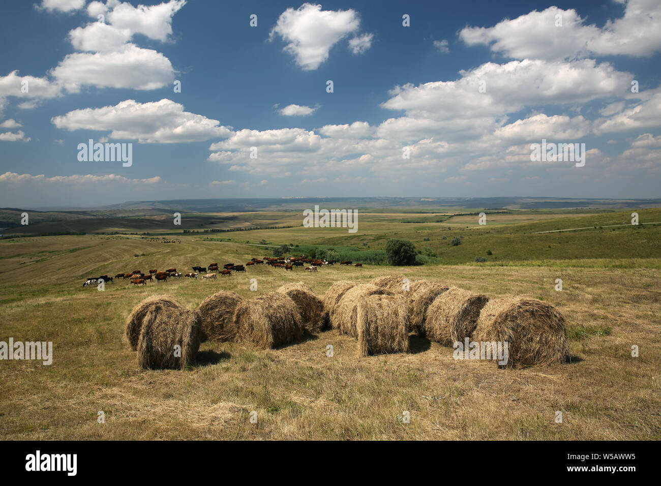 Rolled haystacks and herd of cows in a field Stock Photo - Alamy