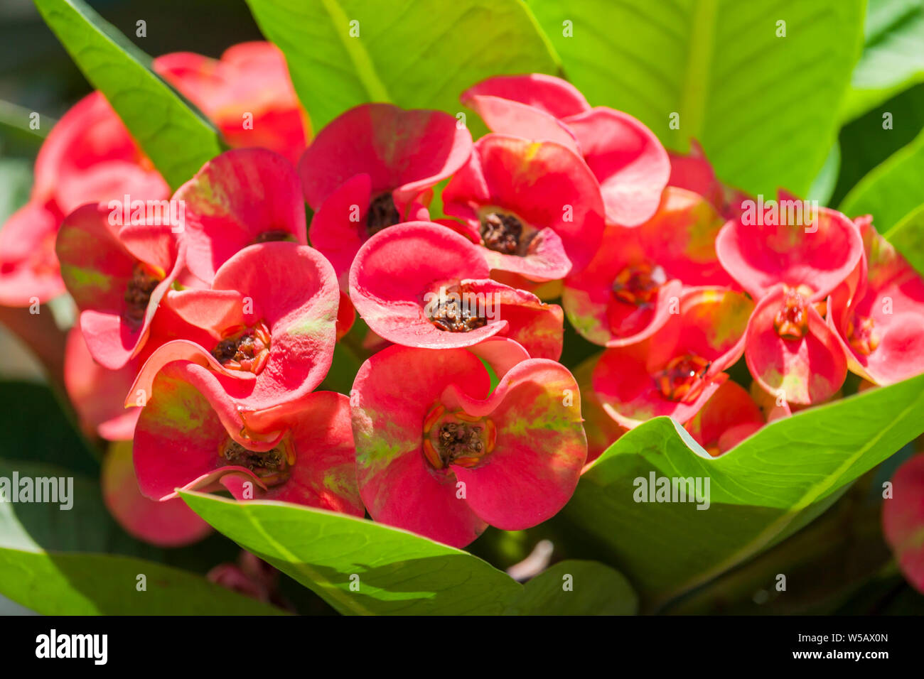 Crown of Thorns Flower Stock Photo - Alamy