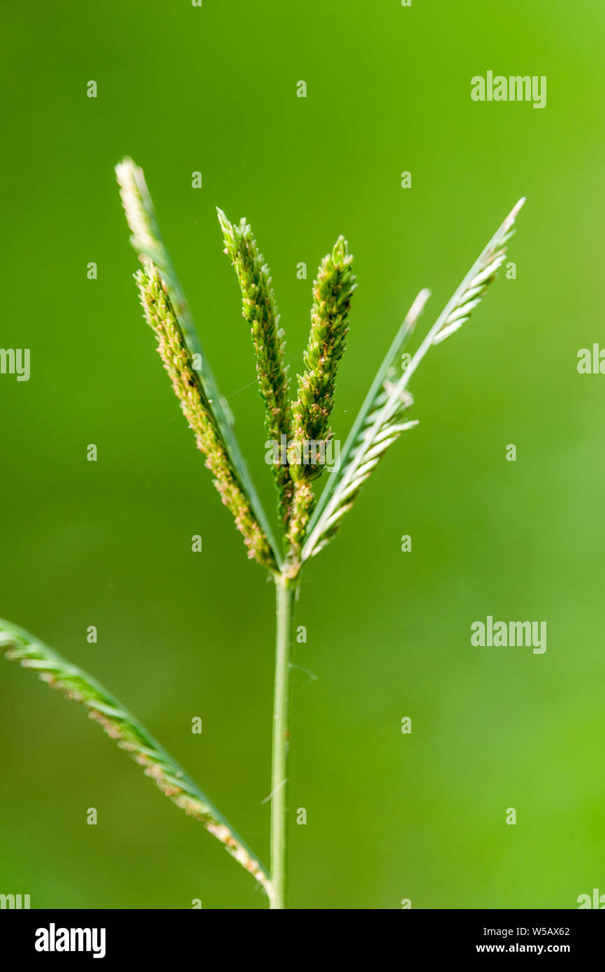 Beautiful Durban grass Flower with Green Background Stock Photo - Alamy
