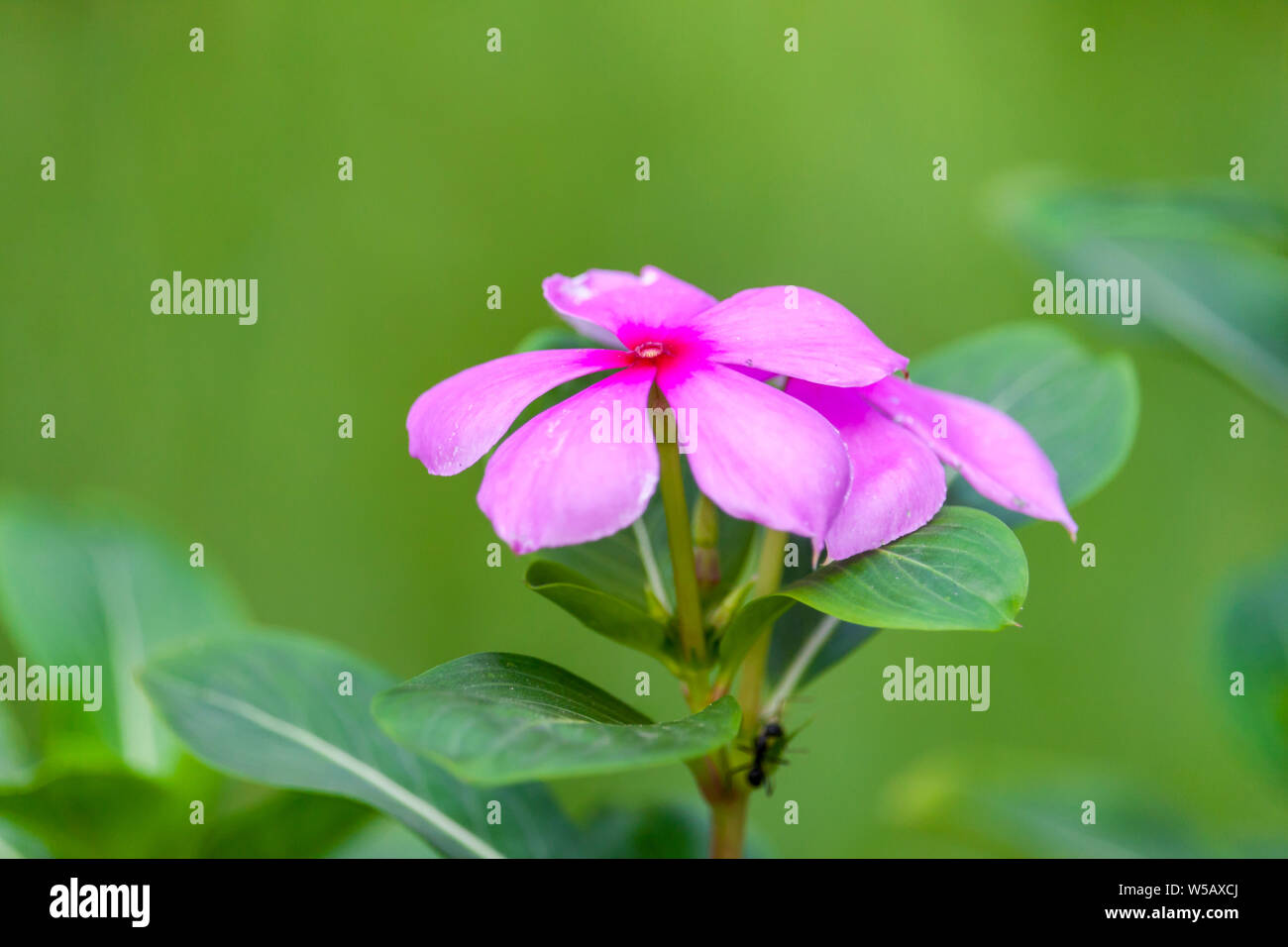 Periwinkle flower hi-res stock photography and images - Alamy