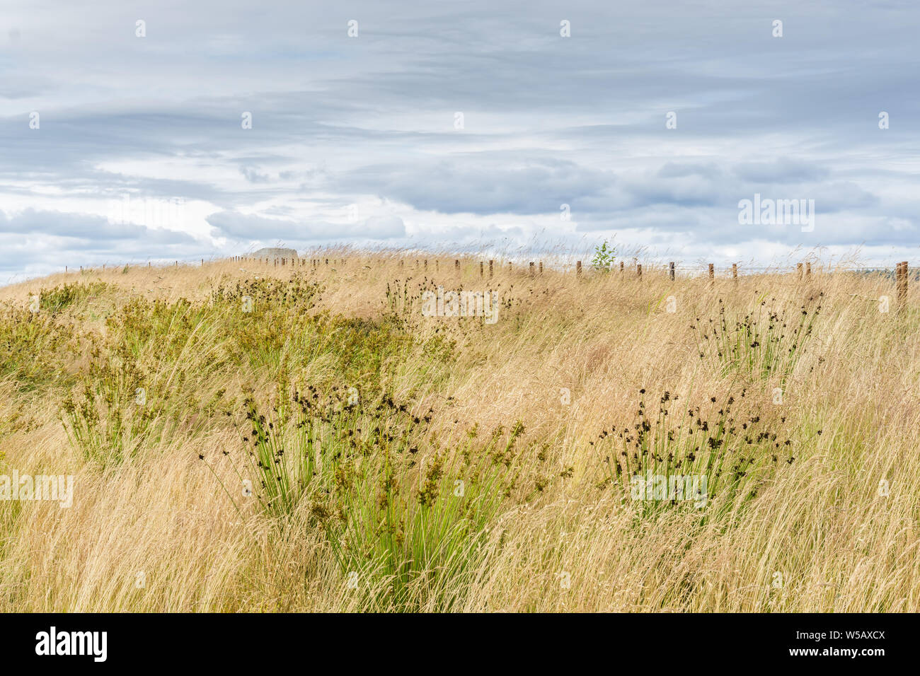 A view of prairie grass at Dune Peninsula Park in Tacoma, Washington ...