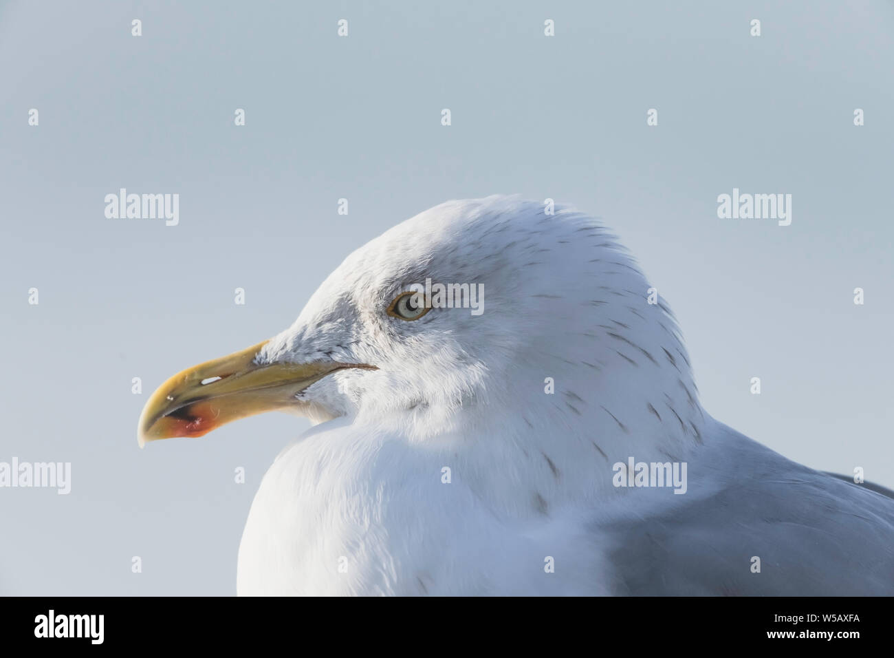 Close up portrait of seagull Stock Photo - Alamy