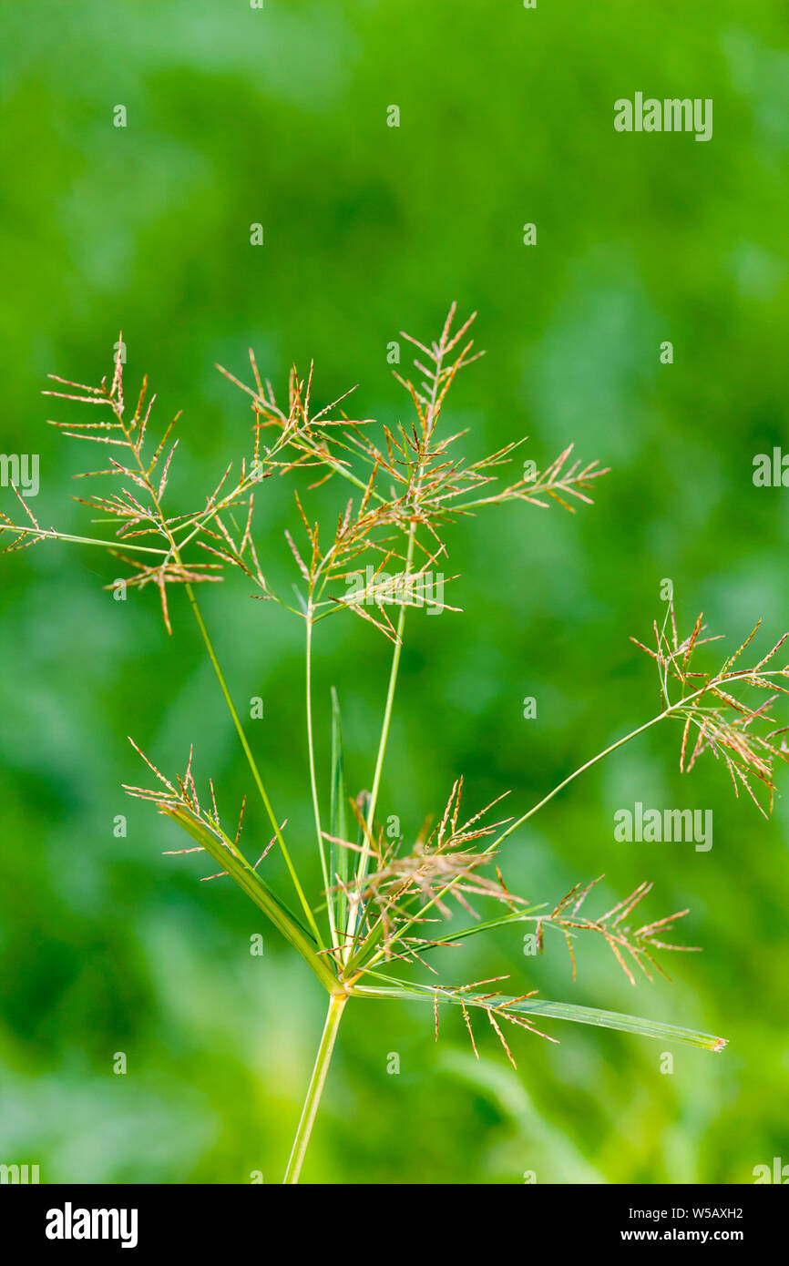 Beautiful grass flower hi-res stock photography and images - Alamy