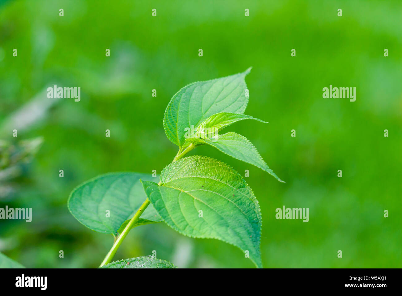 Plant leaf buds hi-res stock photography and images - Alamy