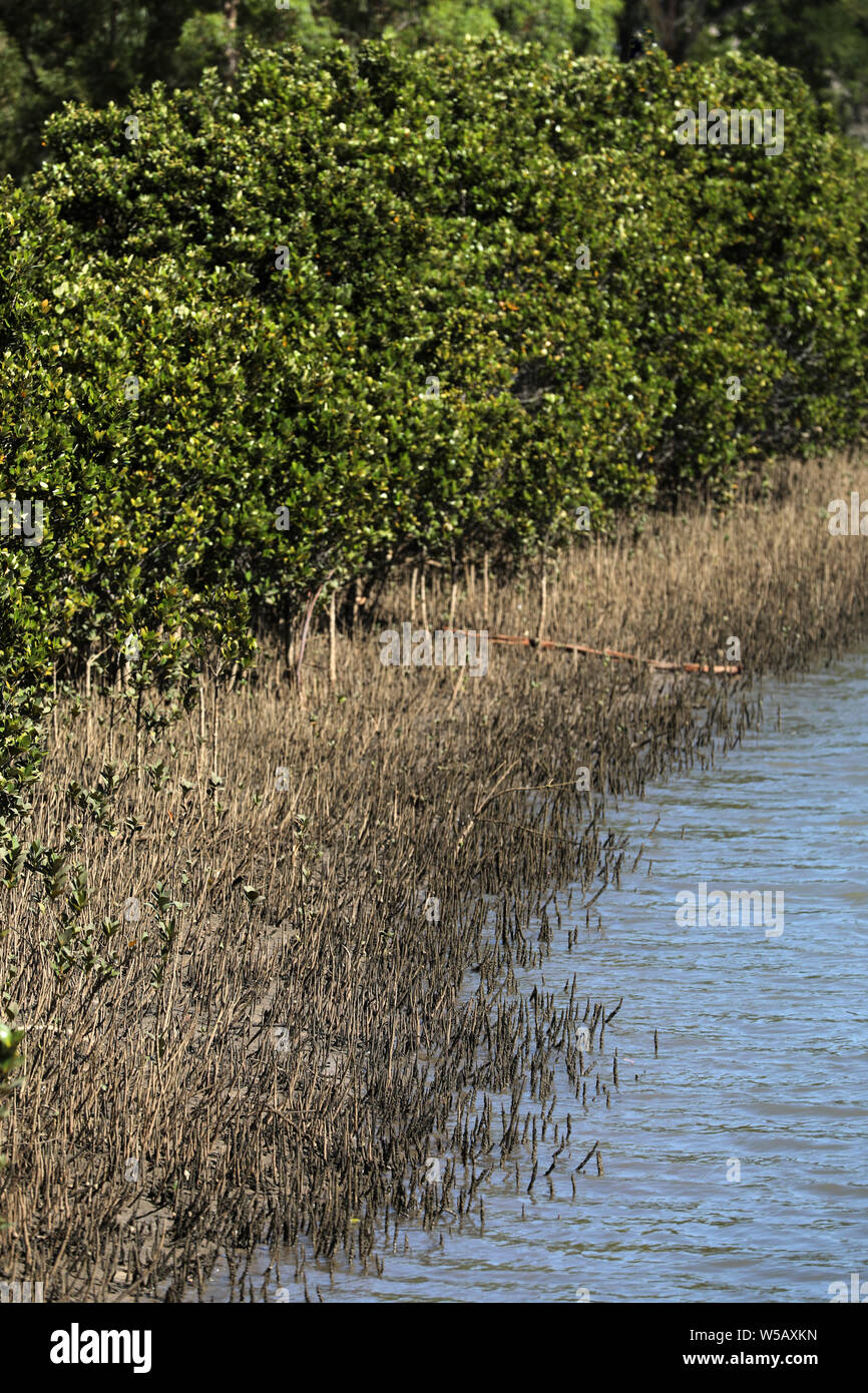 Australian mangrove ecosystem hi-res stock photography and images - Alamy
