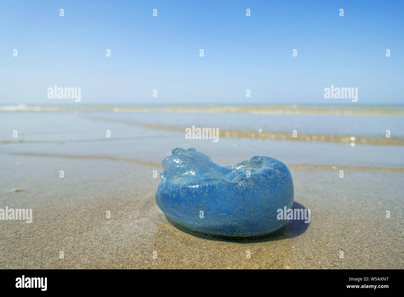 Barrel jellyfish / dustbin-lid jellyfish / frilly-mouthed jellyfish ...