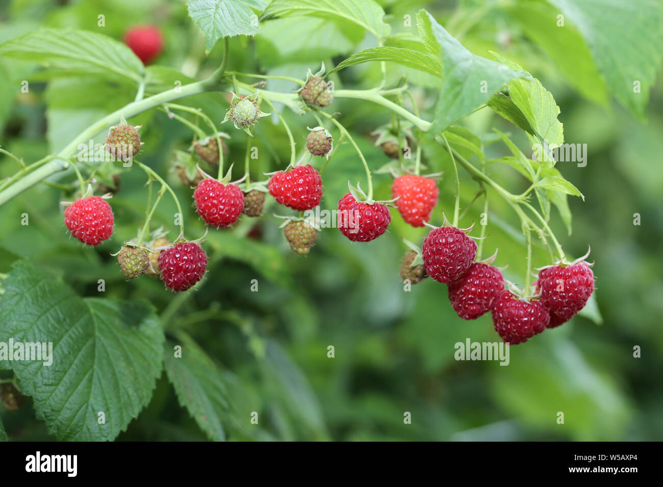 Raspberries background hi-res stock photography and images - Alamy