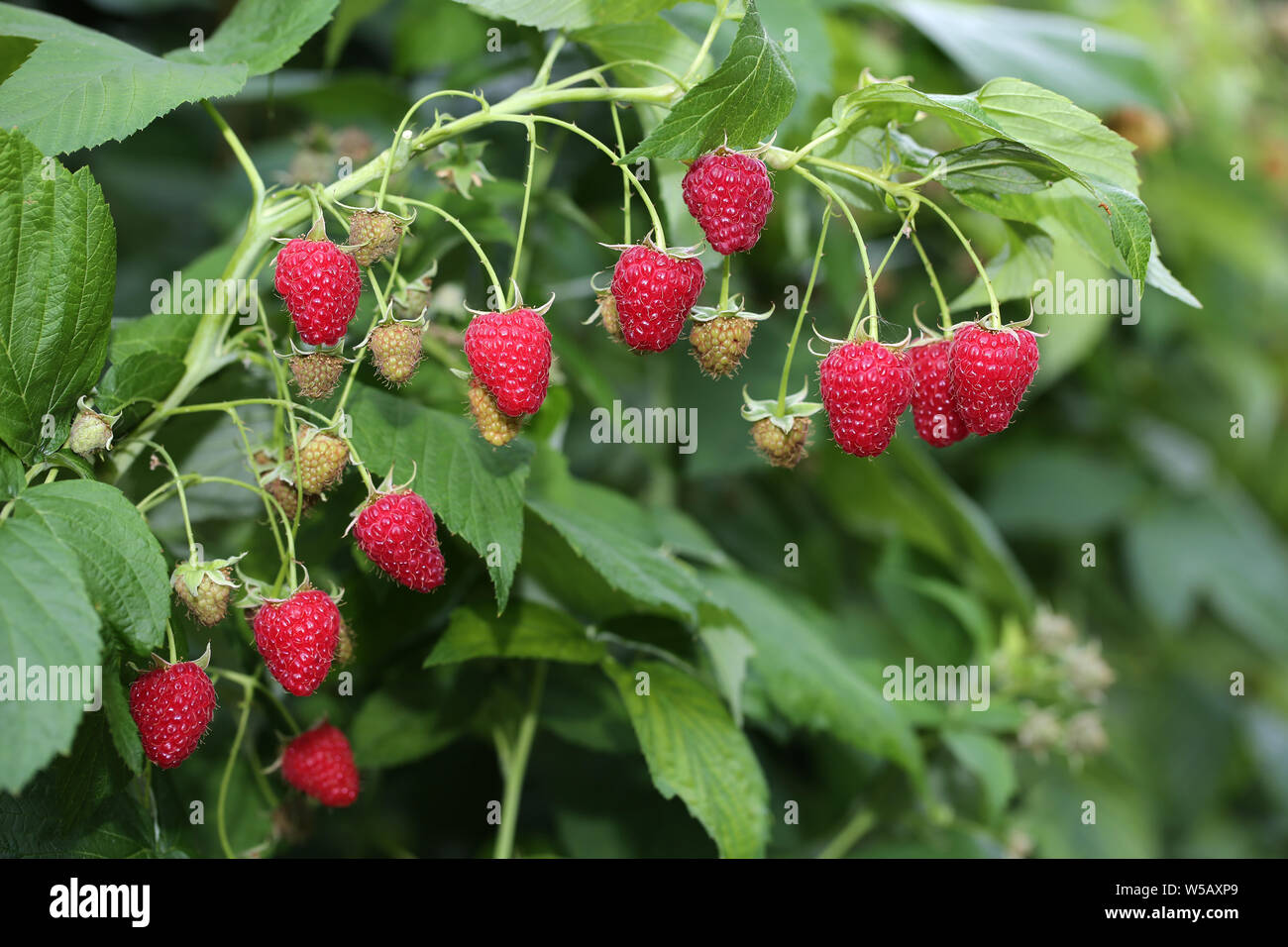 Raspberries background hi-res stock photography and images - Alamy