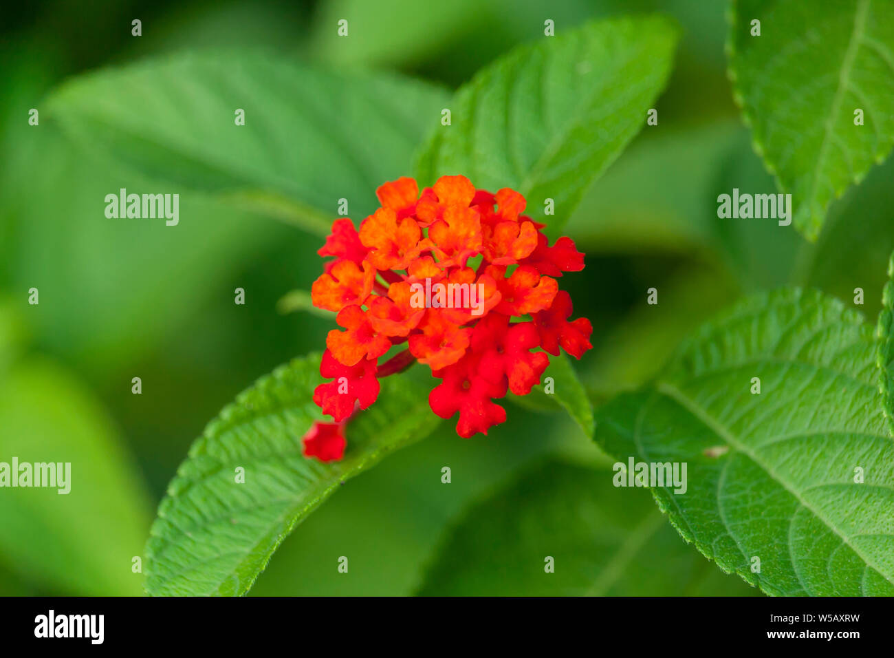 Red Lantana camara Flower in the Garden Stock Photo - Alamy