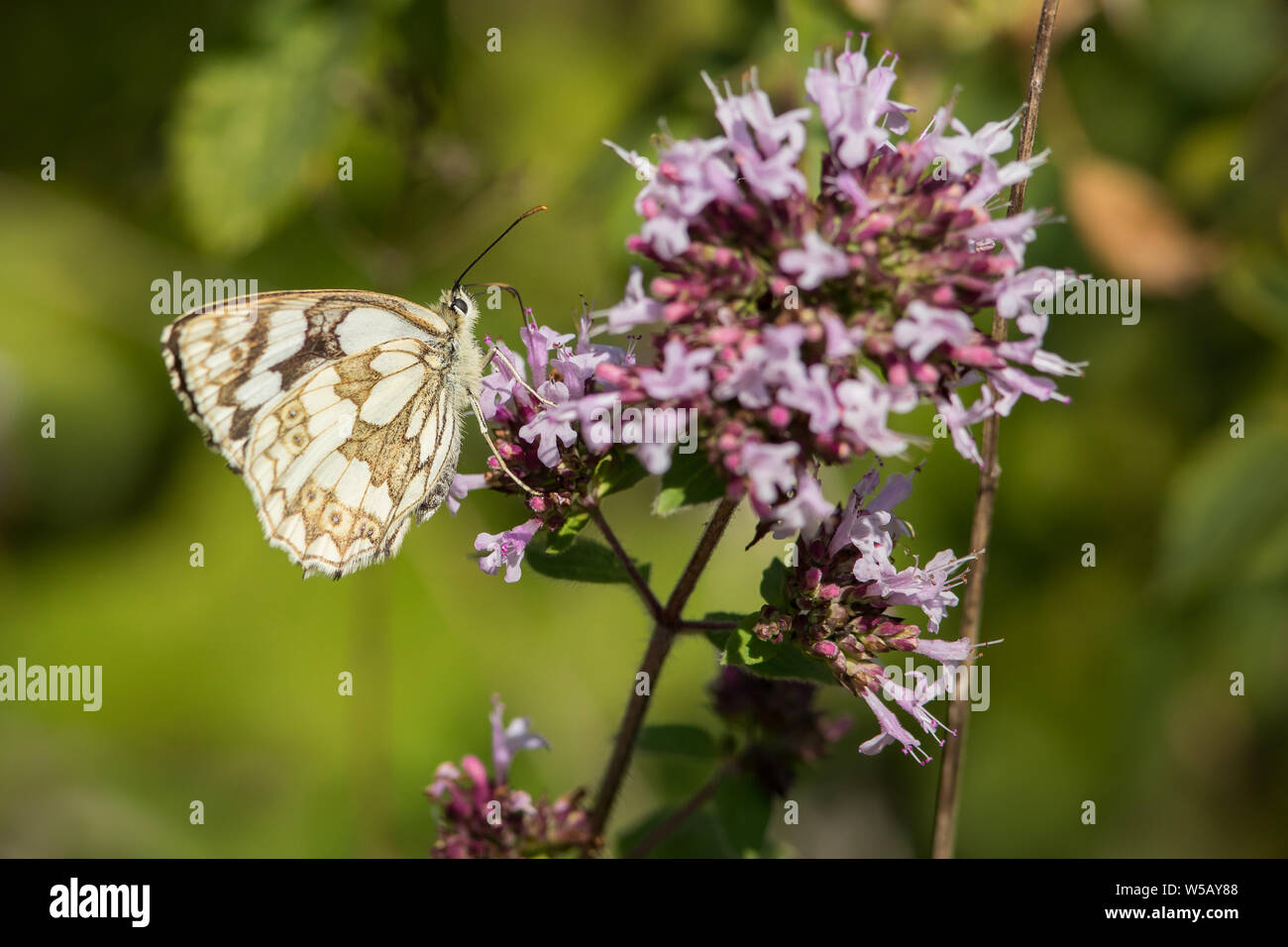 Marbled White butterfly Stock Photo - Alamy