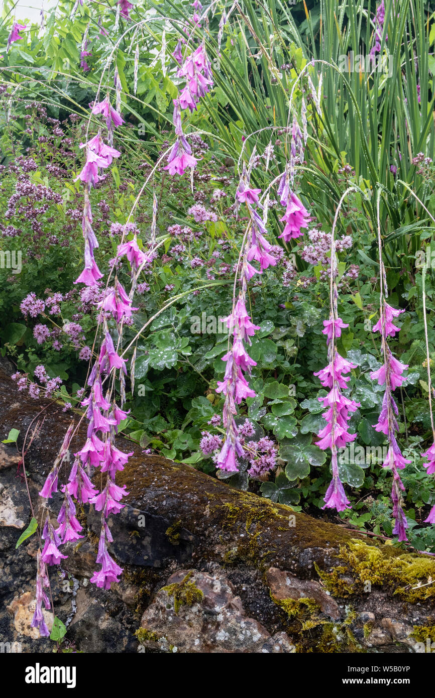 Angels fishing rods hi-res stock photography and images - Alamy