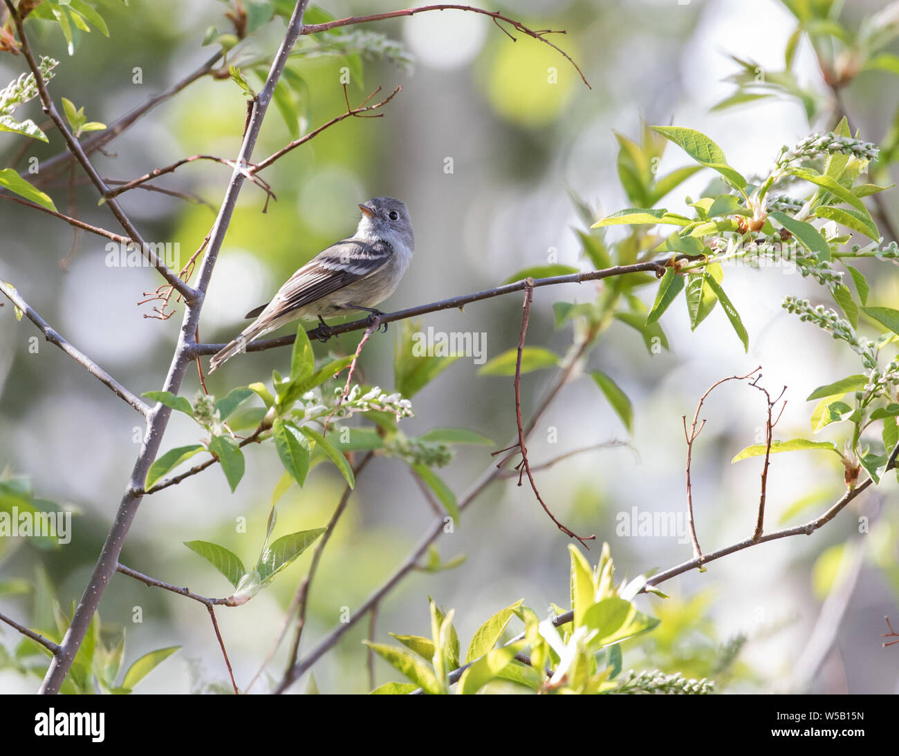 Alaska insects hi-res stock photography and images - Alamy