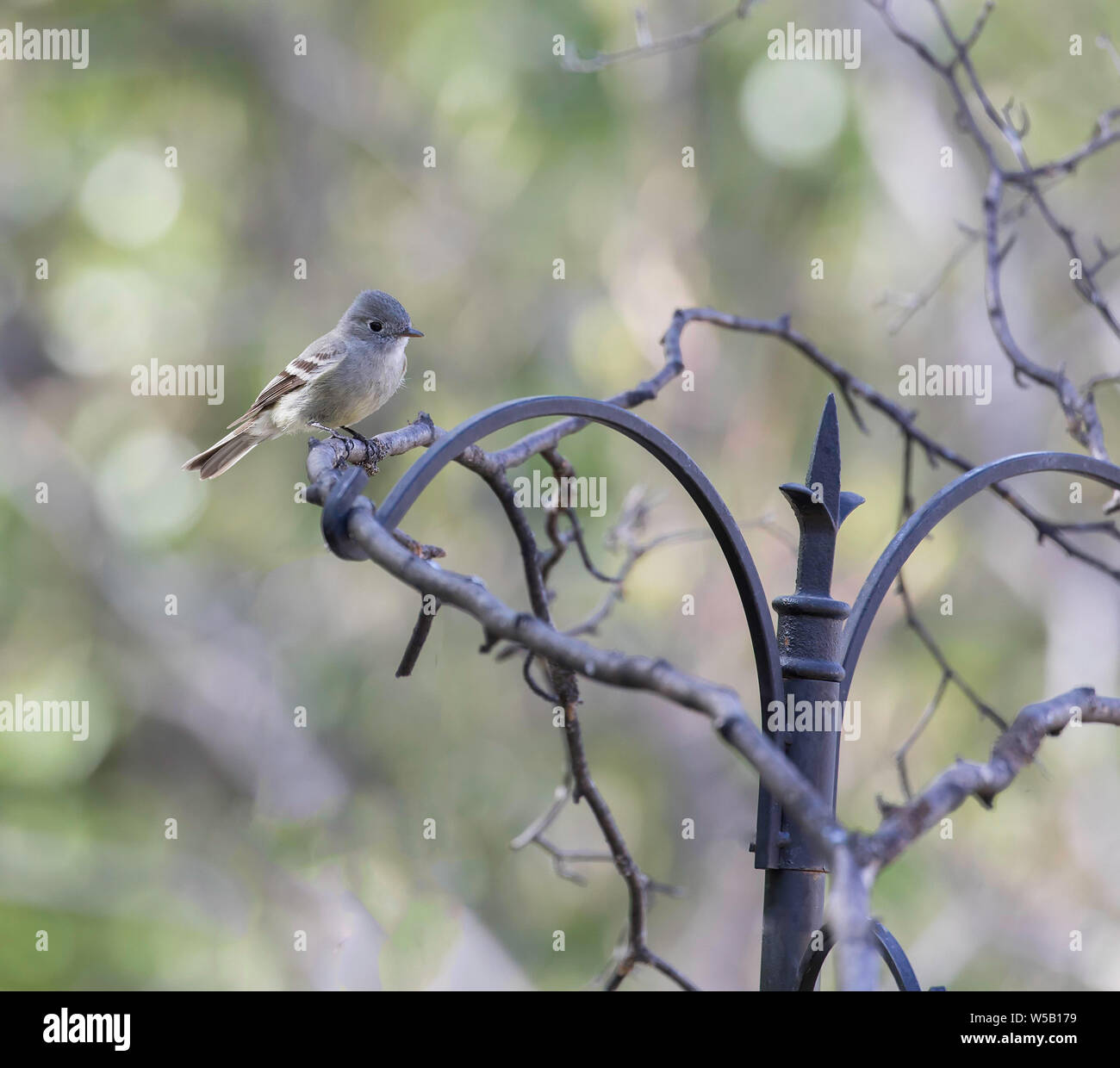 Alaska insects hi-res stock photography and images - Alamy