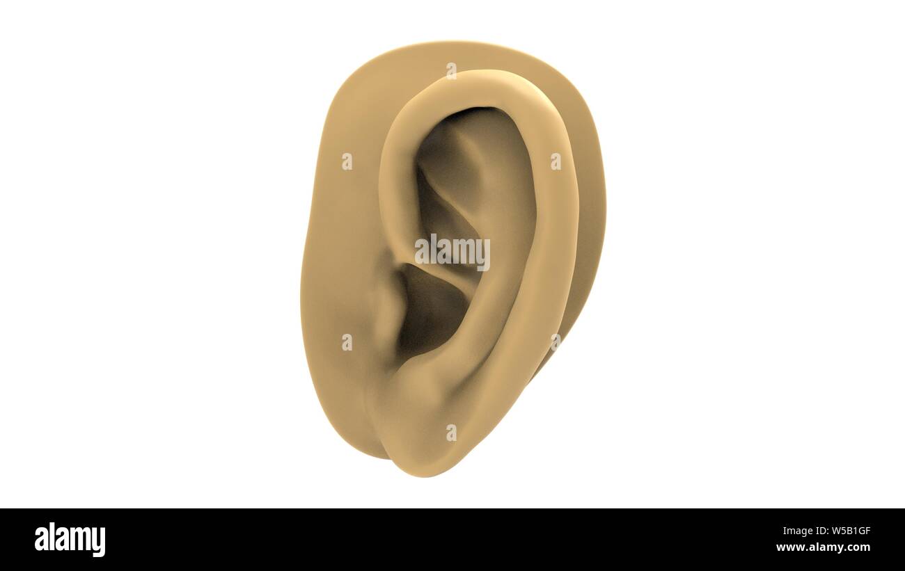 3d rendering of a human ear isolated in white studio background Stock ...