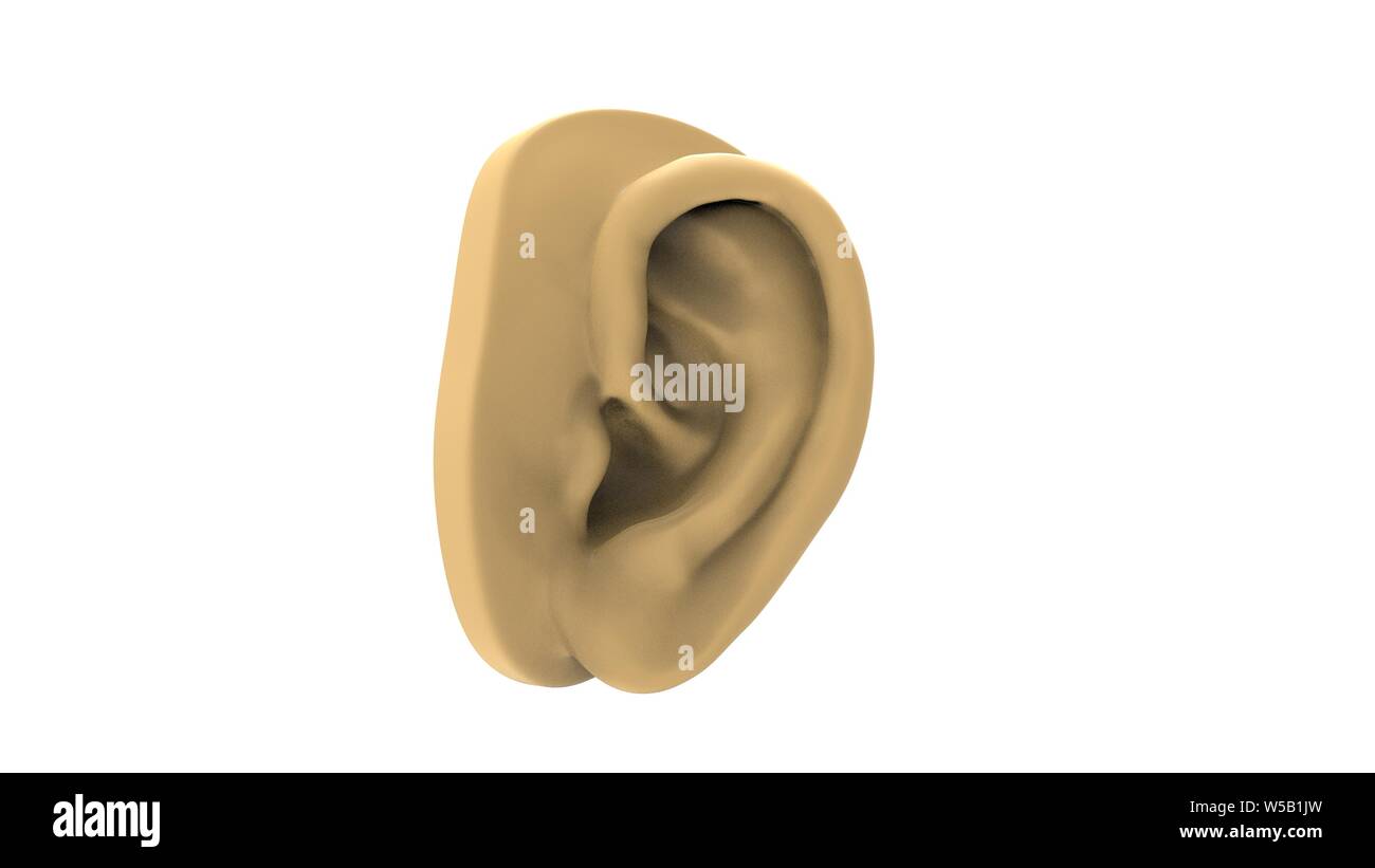 3d rendering of a human ear isolated in white studio background Stock ...
