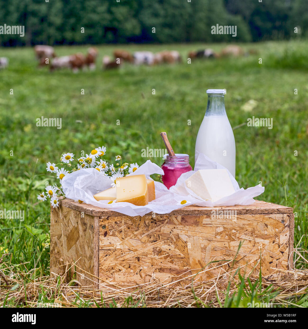 dairy products milk, cheese yogurt served at picnic table in a cheese ...