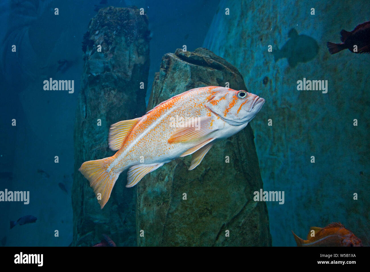 Oregon seafood dish hi-res stock photography and images - Alamy