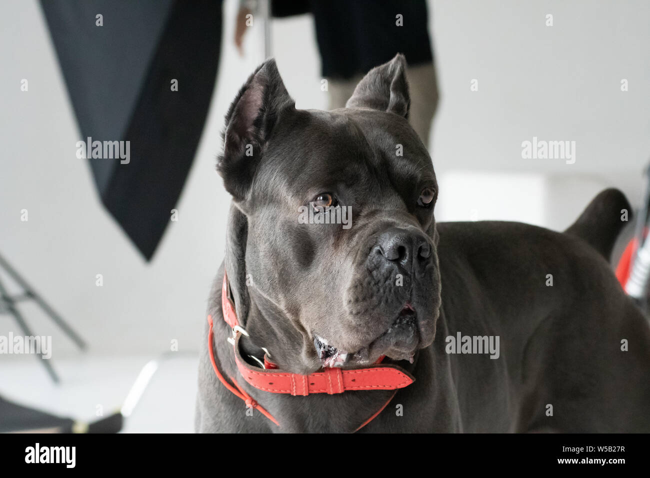 Cane corso dog grey color in photo studio looking aside in front of ...