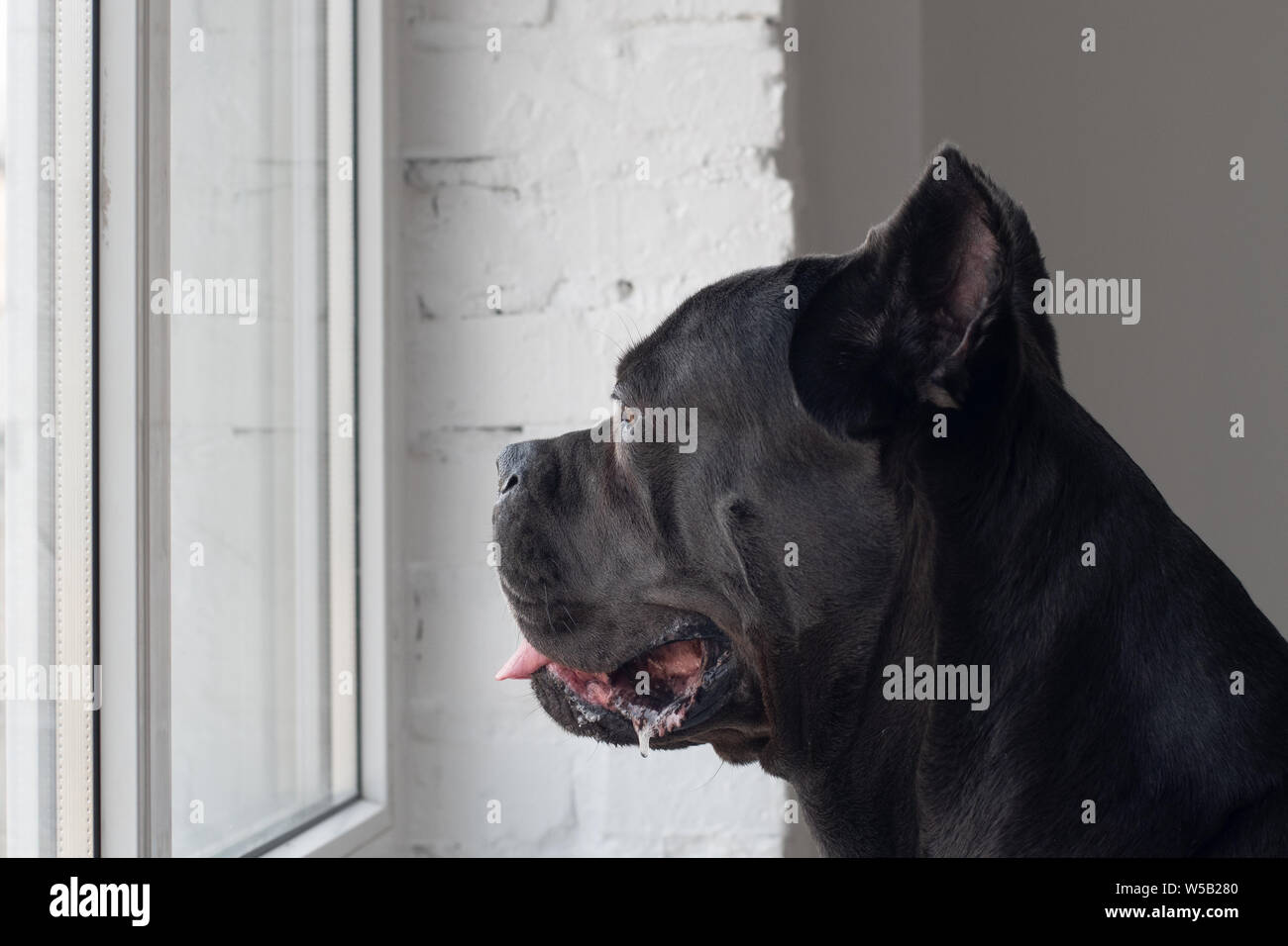 Cane corso looks at window waiting for somebody profile portrait Stock ...