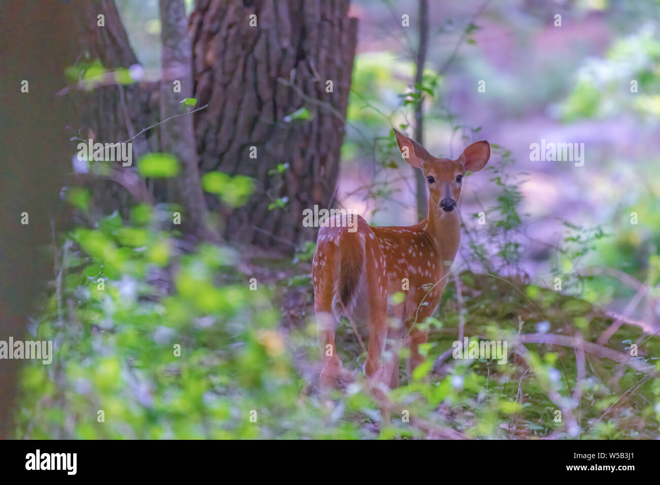 Fawn deer at winkler botanical preserve in Alexandria VA United States ...