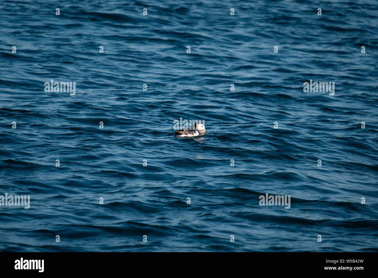 A single puffin rafting in the middle of the ocean Stock Photo - Alamy