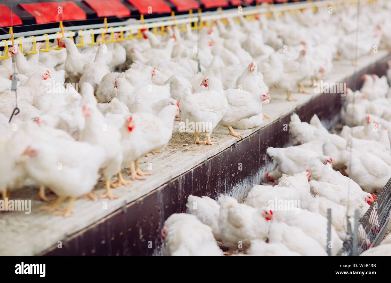 Big indoors modern chicken farm, chicken feeding Stock Photo - Alamy
