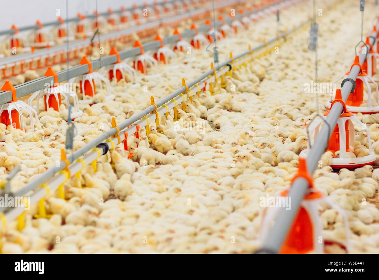 Big indoors modern chicken farm, chicken feeding Stock Photo - Alamy