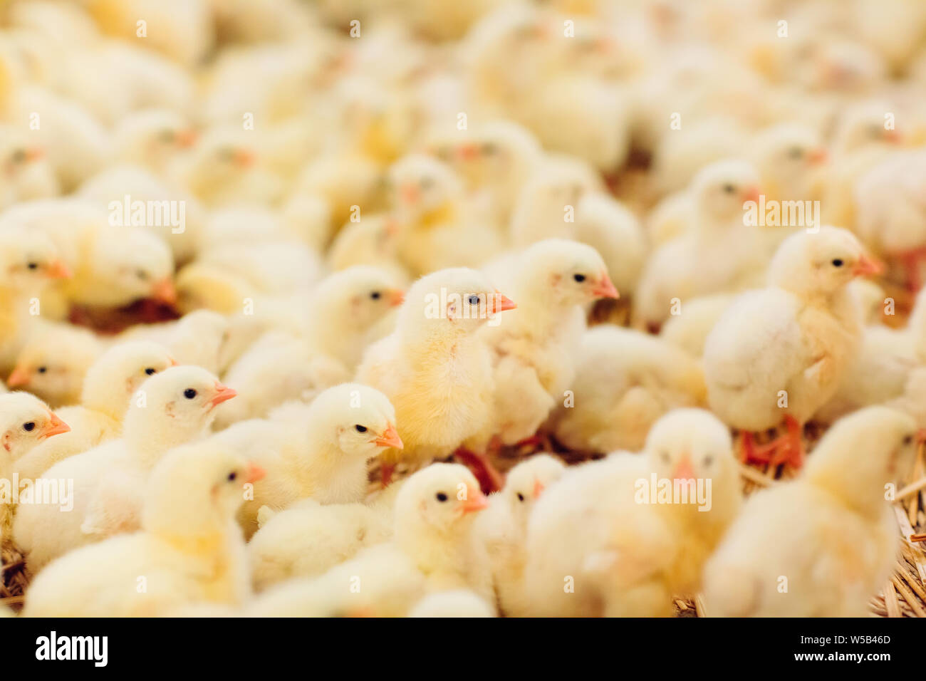 Big indoors modern chicken farm, chicken feeding Stock Photo - Alamy