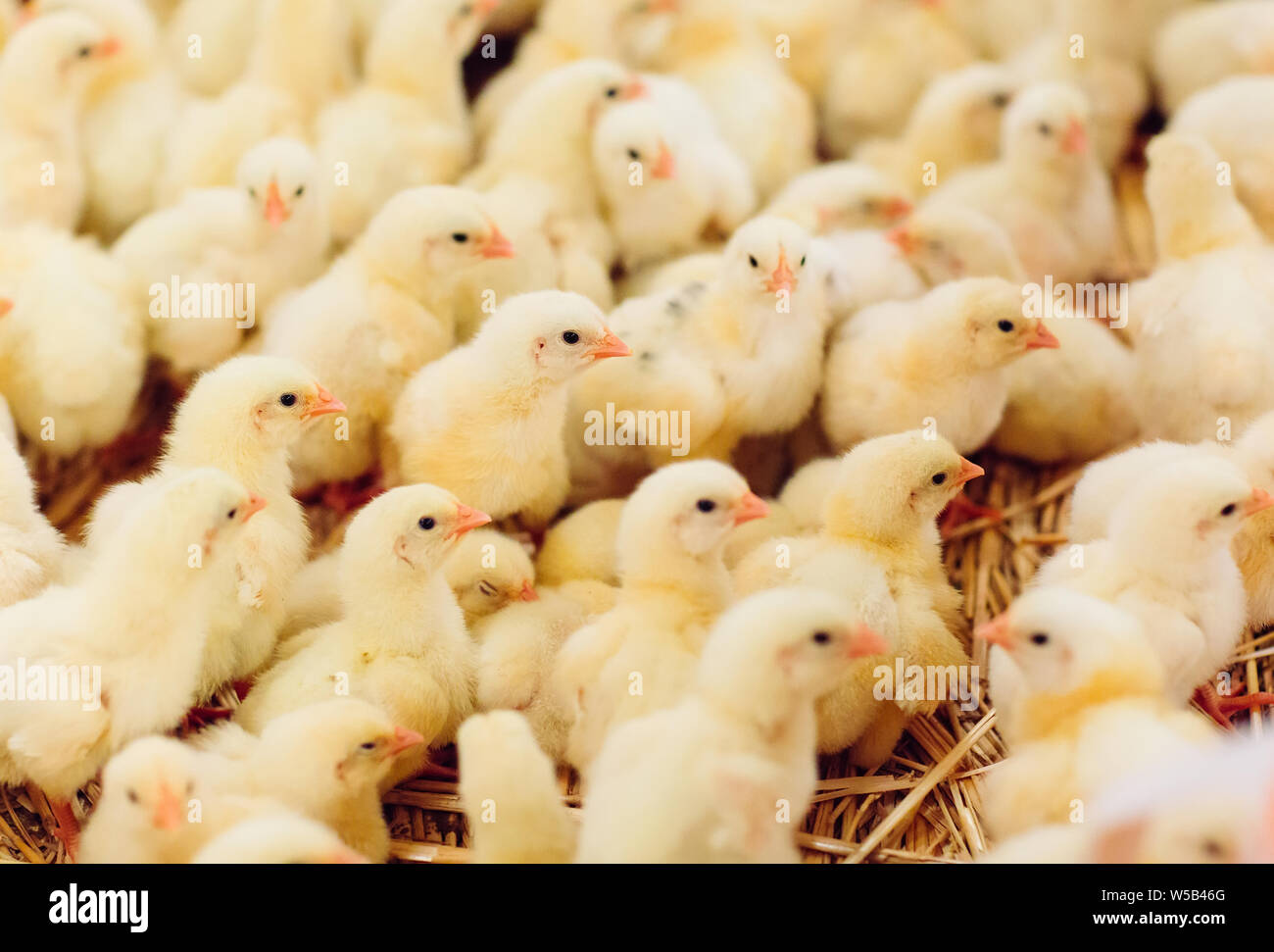 Big indoors modern chicken farm, chicken feeding Stock Photo - Alamy