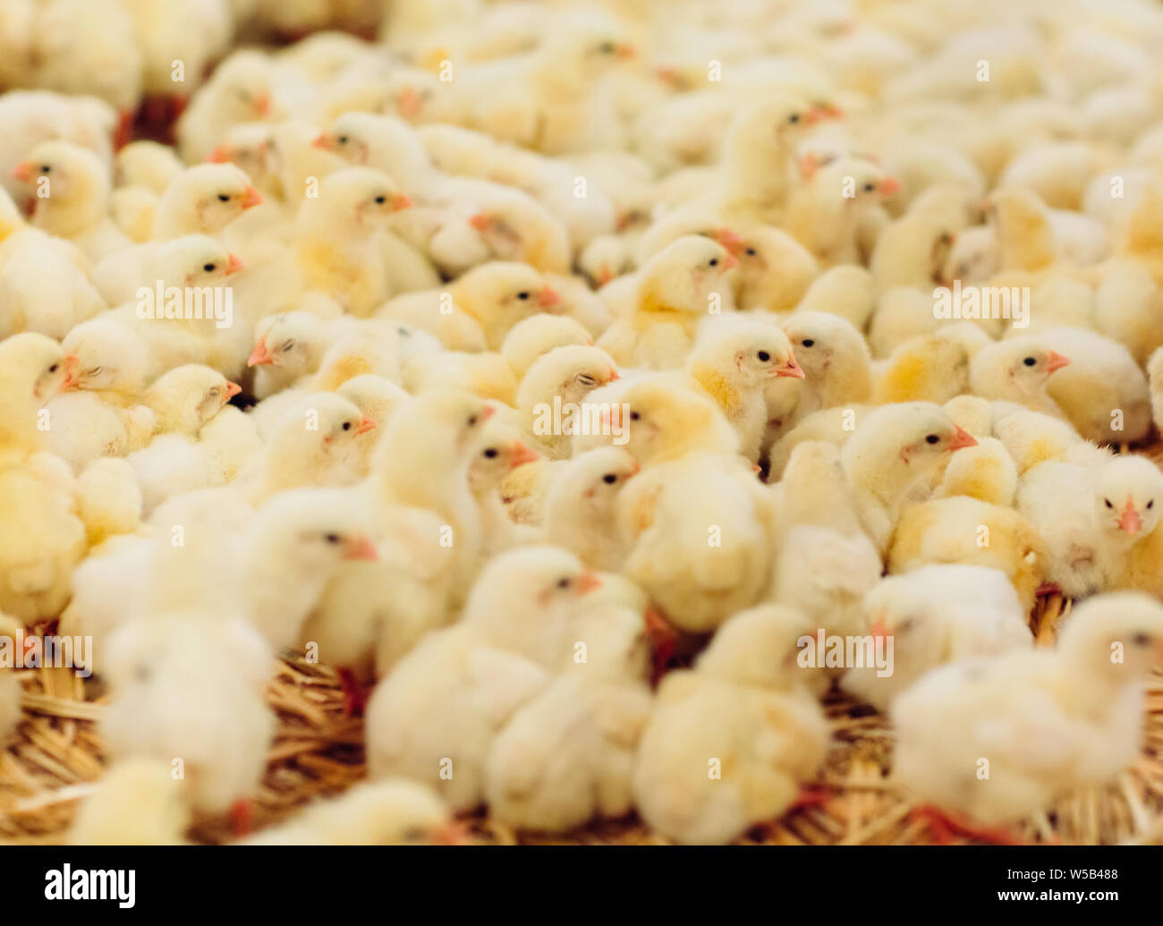 Big indoors modern chicken farm, chicken feeding Stock Photo - Alamy