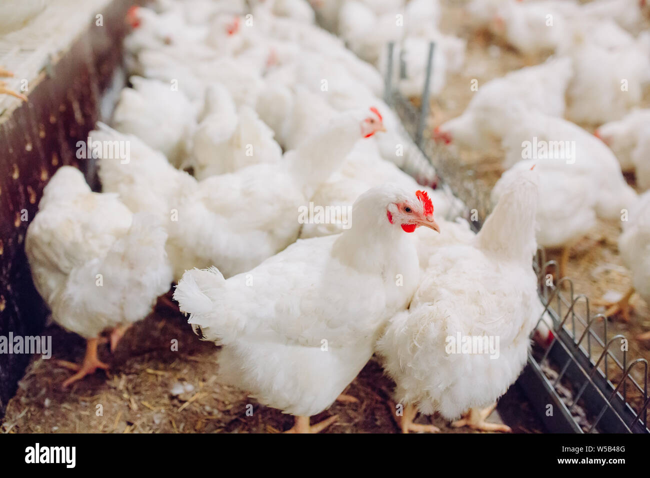 Big indoors modern chicken farm, chicken feeding Stock Photo - Alamy
