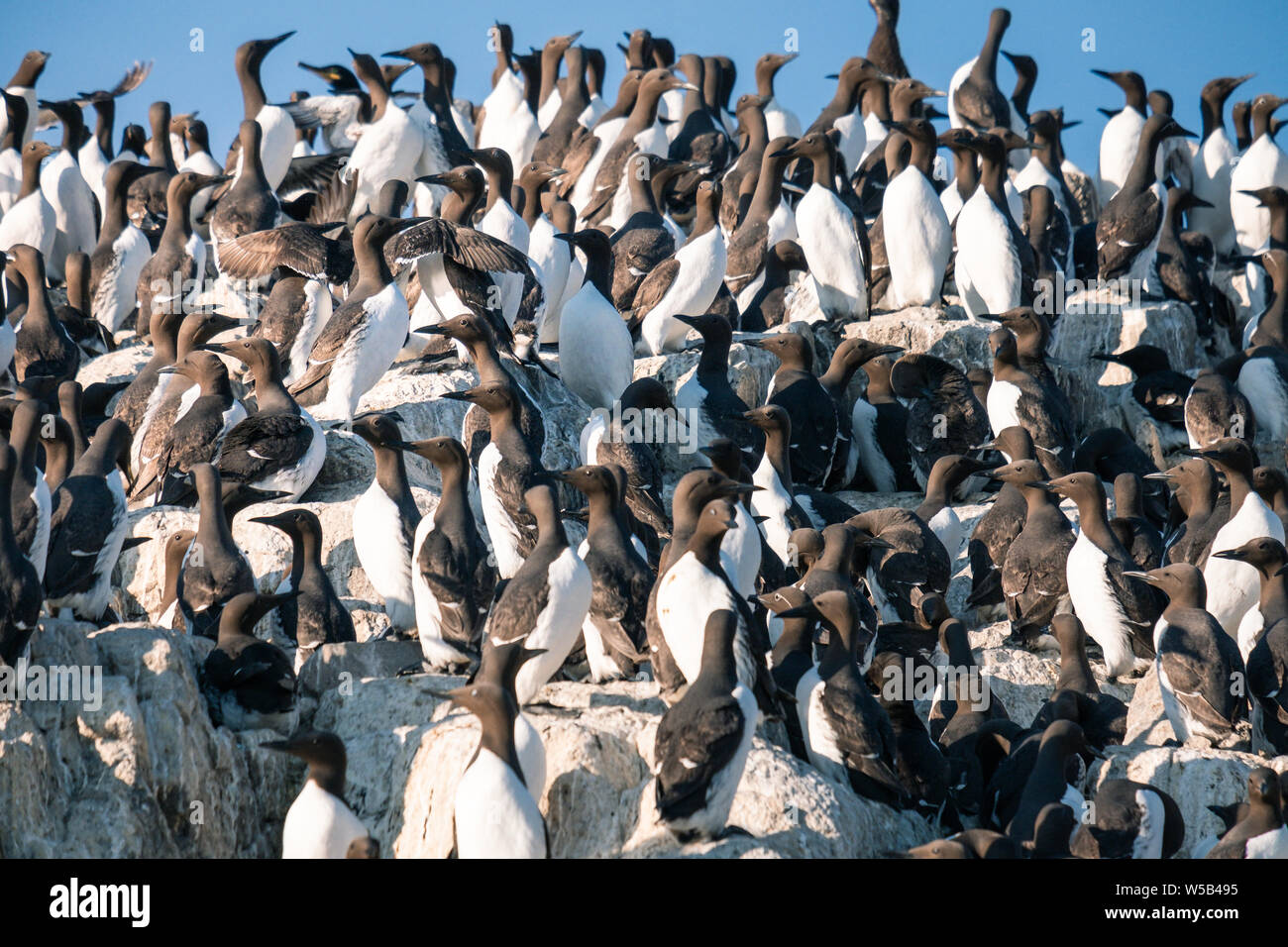 Group of seabirds hi-res stock photography and images - Alamy