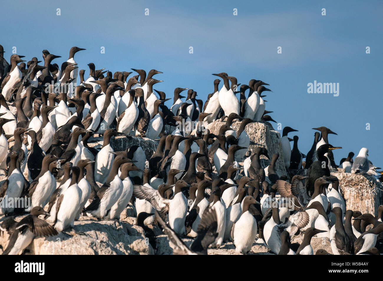 Large group of seabirds nesting on a cliff Stock Photo - Alamy