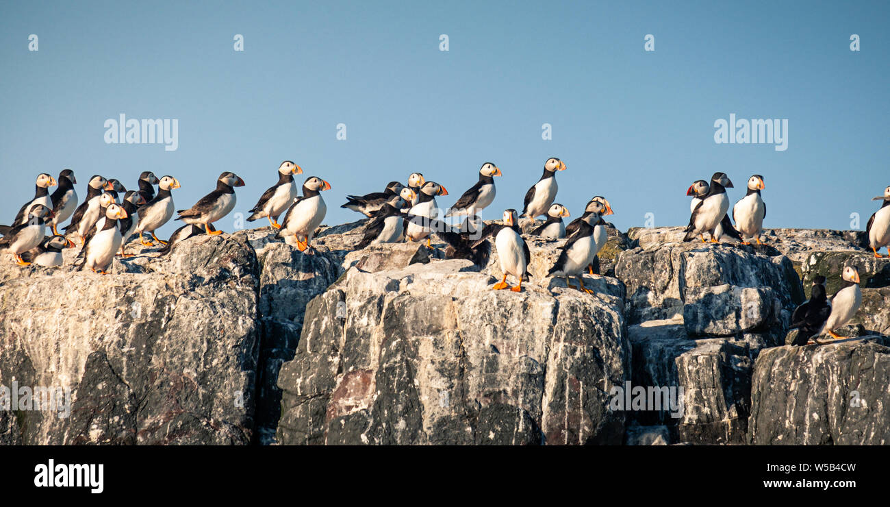 A large group of puffins together on a cliff edge Stock Photo - Alamy
