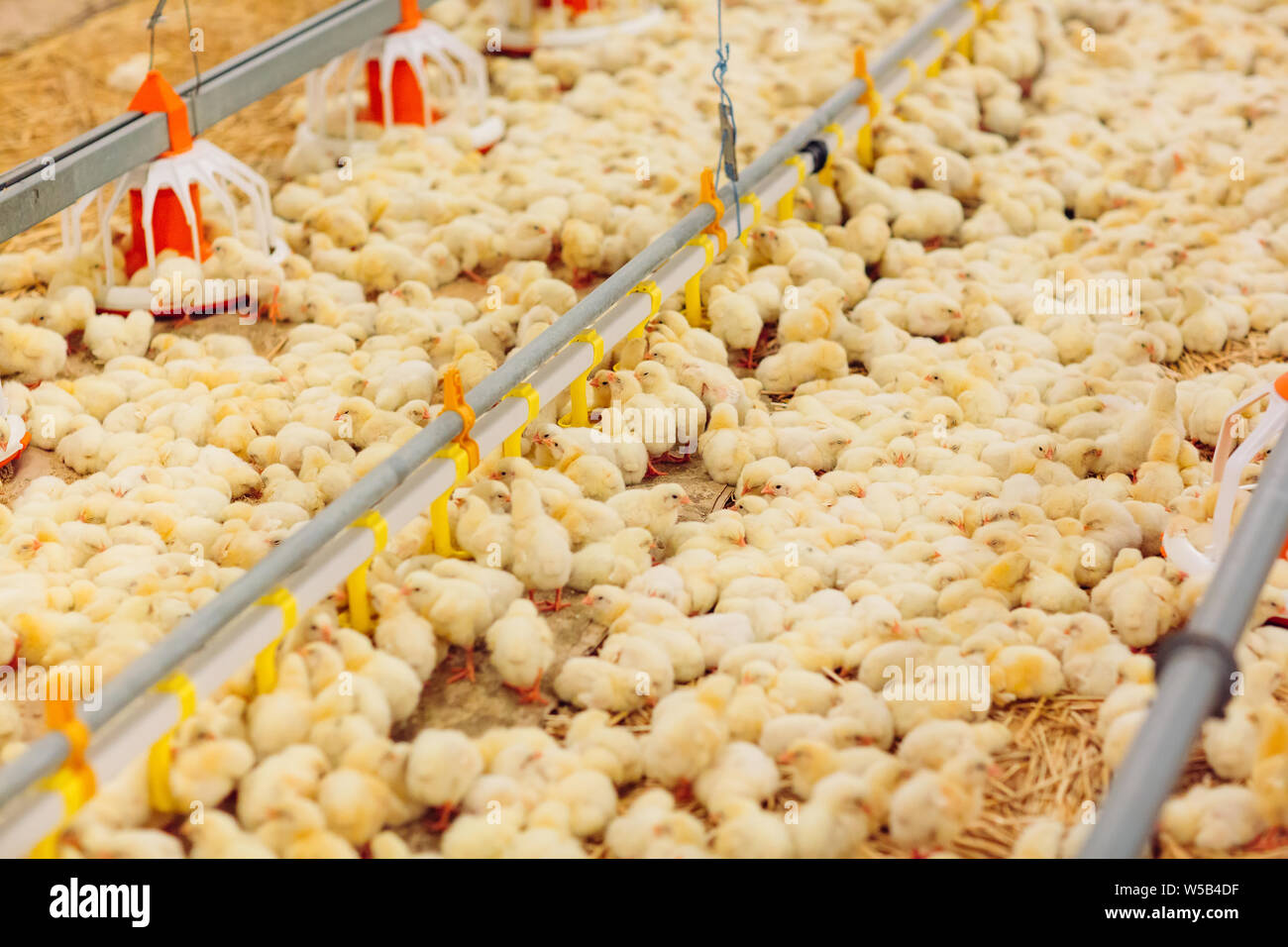 Big indoors modern chicken farm, chicken feeding Stock Photo - Alamy