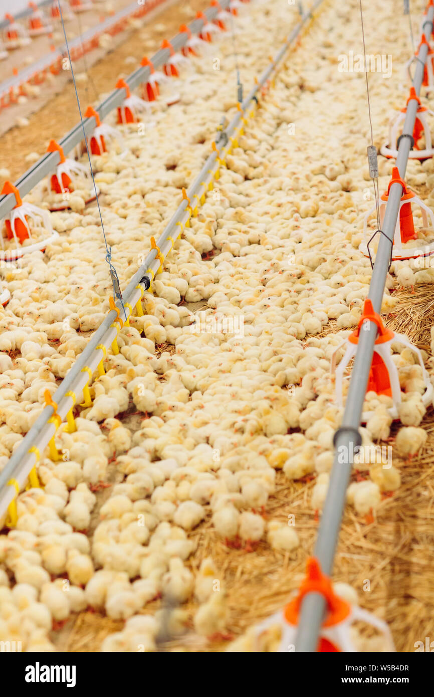 Big indoors modern chicken farm, chicken feeding Stock Photo - Alamy