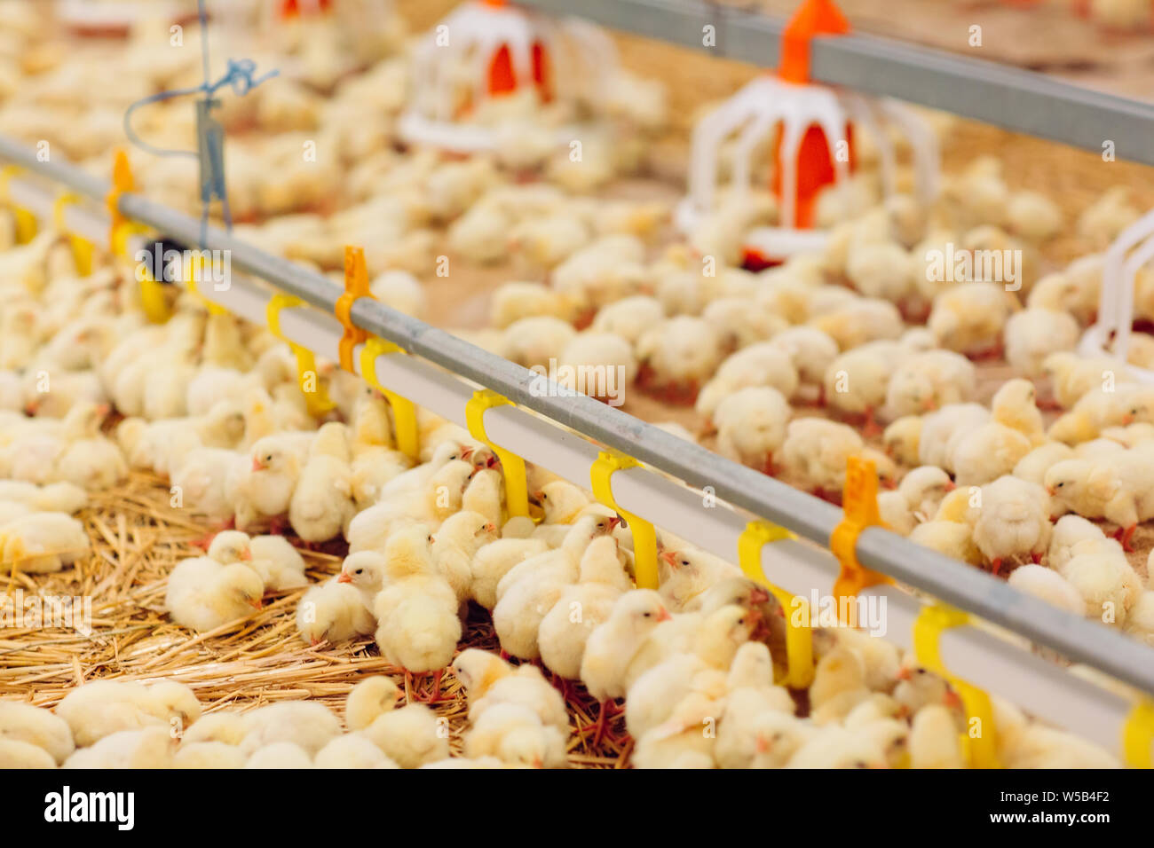 Big indoors modern chicken farm, chicken feeding Stock Photo - Alamy