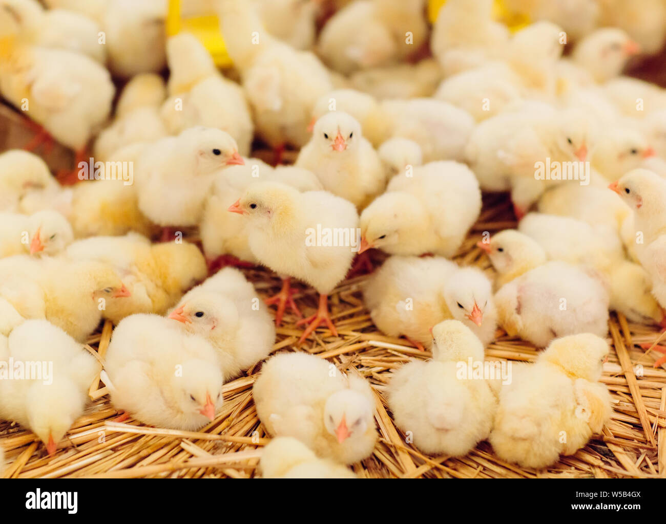 Big indoors modern chicken farm, chicken feeding Stock Photo - Alamy
