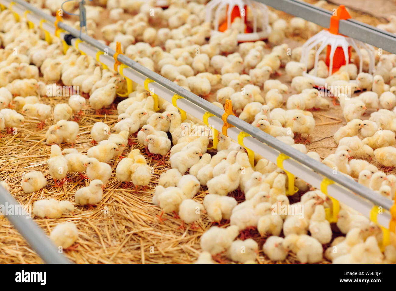 Big indoors modern chicken farm, chicken feeding Stock Photo - Alamy