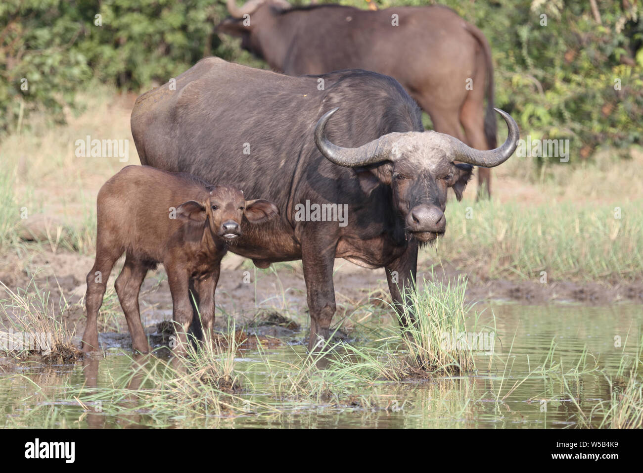 Kaffernbüffel / Buffalo / Syncerus caffer Stock Photo - Alamy