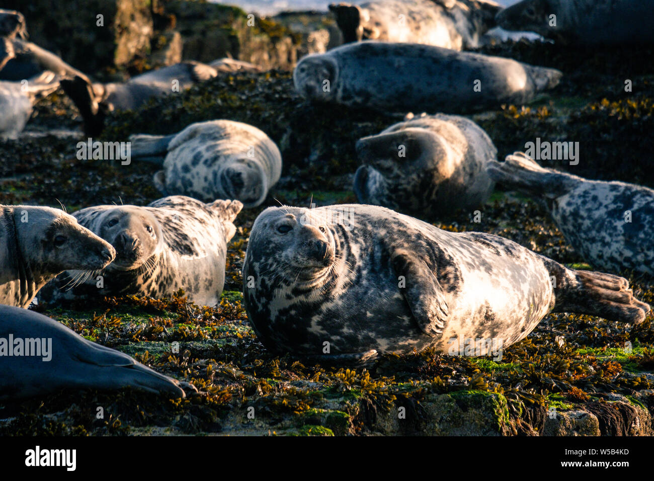 A group of seals bathing on the rocks at sunset Stock Photo - Alamy