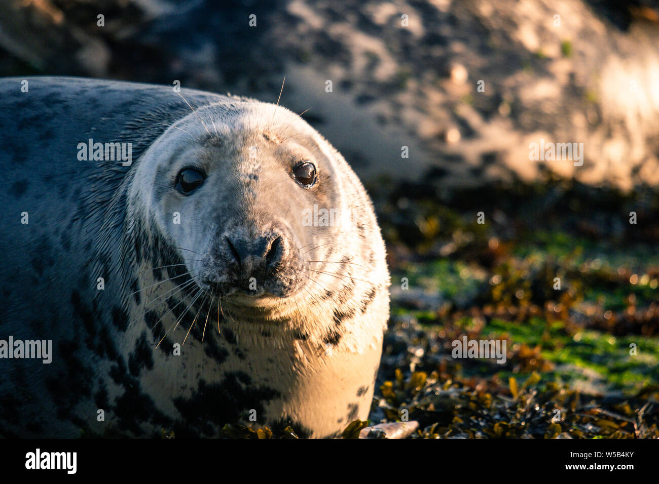 Portrait of a seal bathing on the rocks at sunset Stock Photo - Alamy