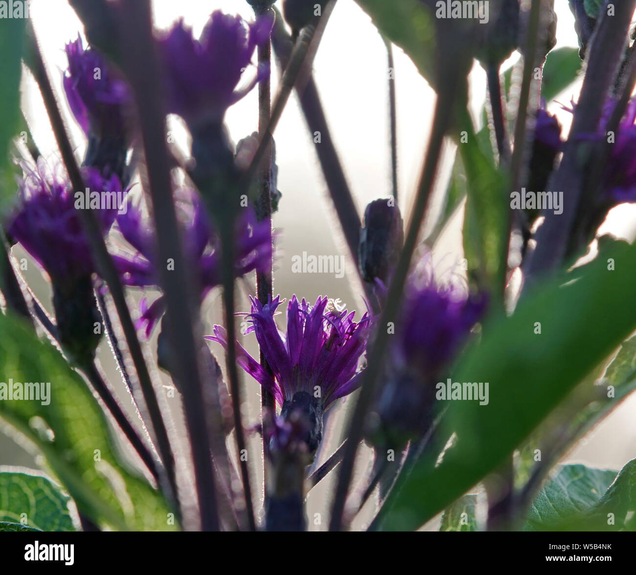 Purple ohio wildflower hi-res stock photography and images - Alamy