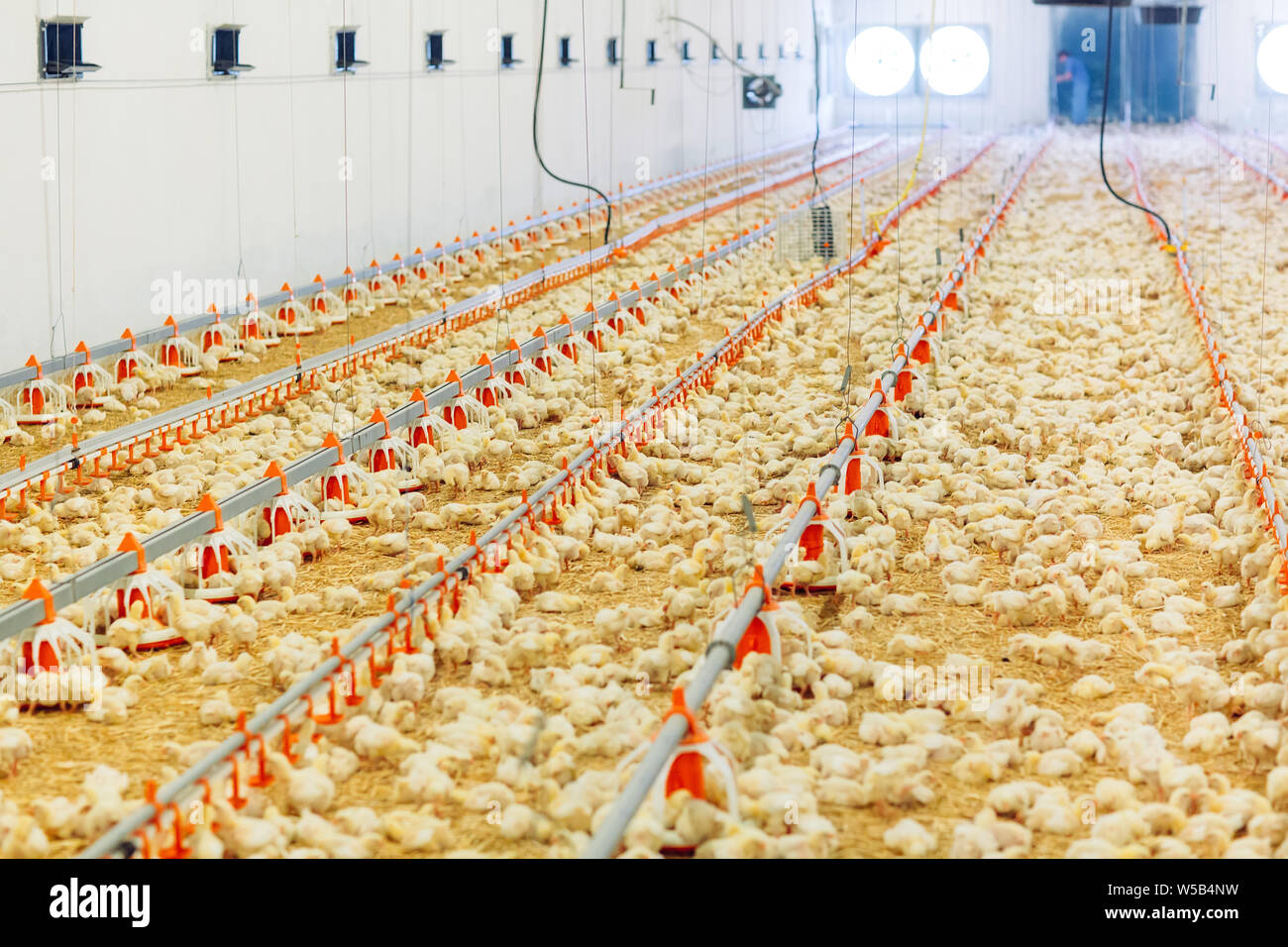 Big indoors modern chicken farm, chicken feeding Stock Photo - Alamy