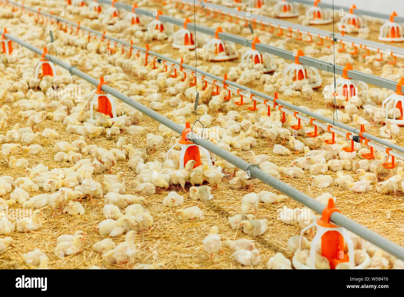 Big indoors modern chicken farm, chicken feeding Stock Photo - Alamy